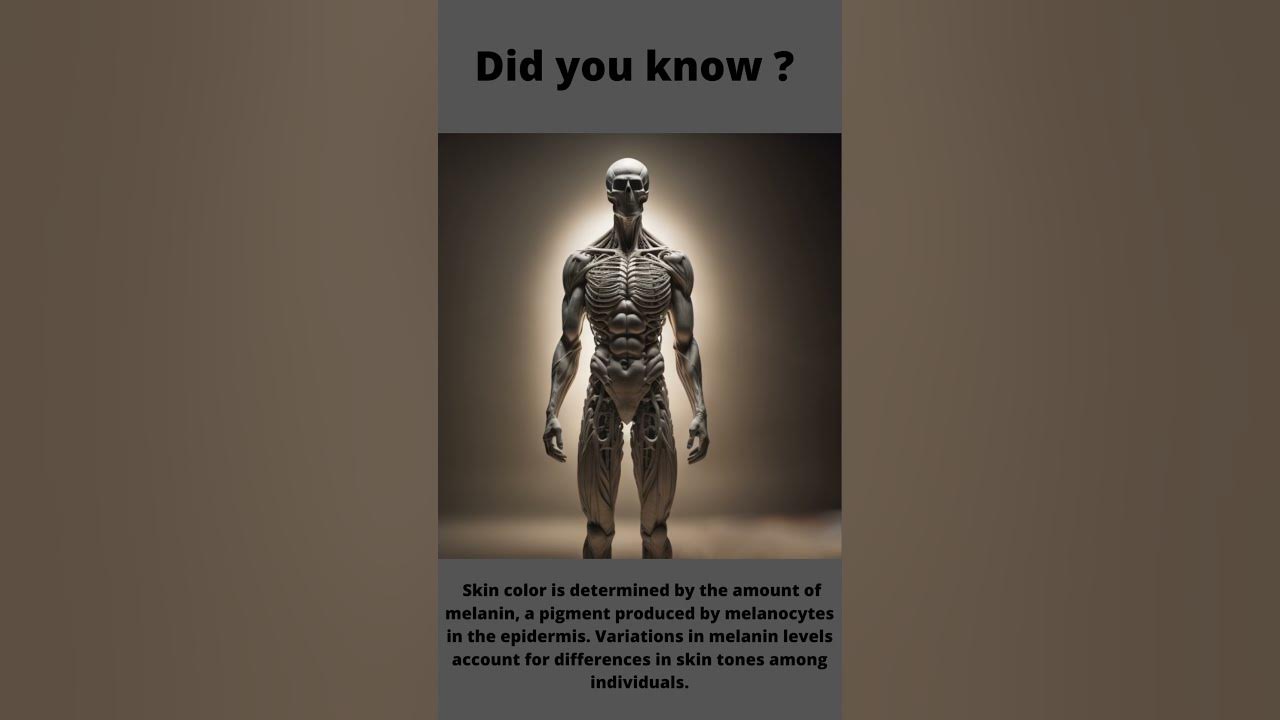 Did you know Human body 5 - YouTube