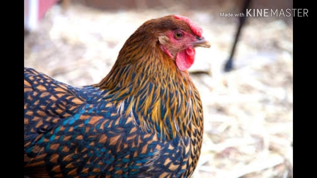 Top 10 Breeds ng manok na magbibigay ng maraming itlog - YouTube