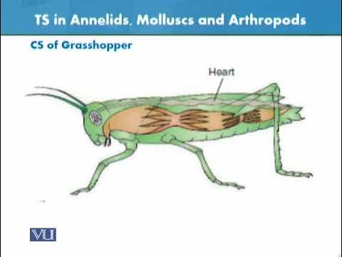 TS in Annelids, Mollusca and Arthropods | Animal Form & Function 1 (Theory) | ZOO516T_Topic146 ...
