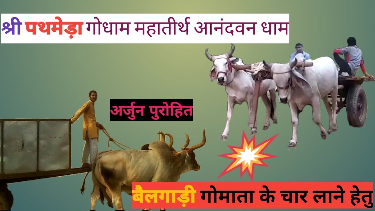 बैलगाड़ी, गोमाता के लिए चारा लाने हेतु ।।Shree Pathmeda Godham ...