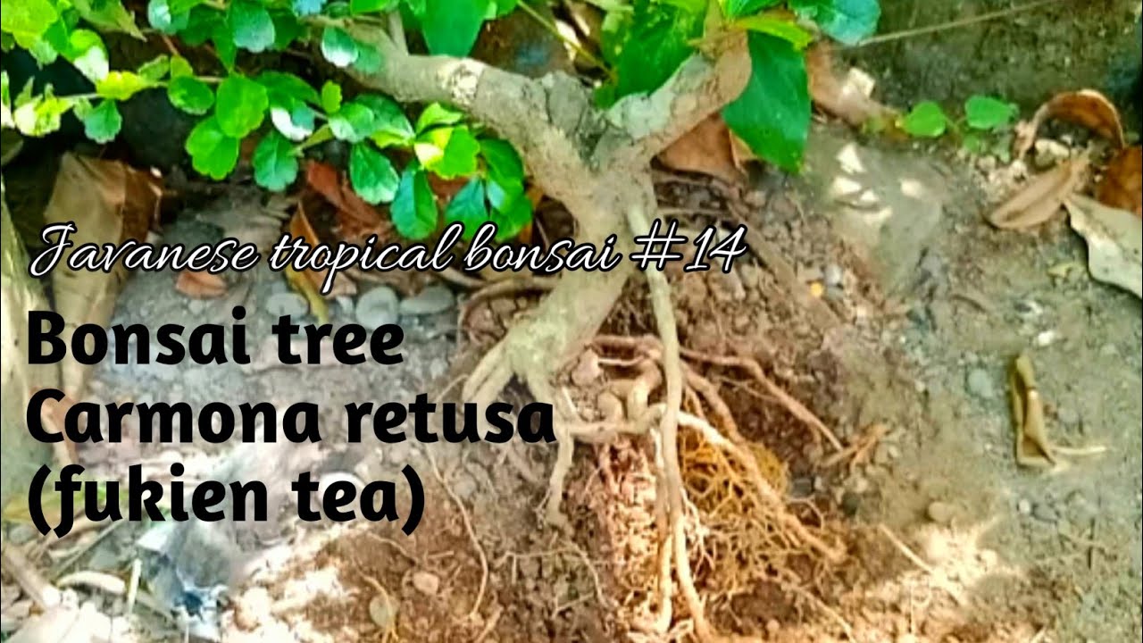 bonsai tree carmona retusa (fukien tea) #14 @Javanesetropicalbonsai ...