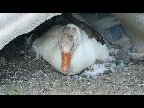 Kənd qazları və kurt yatan qazlar