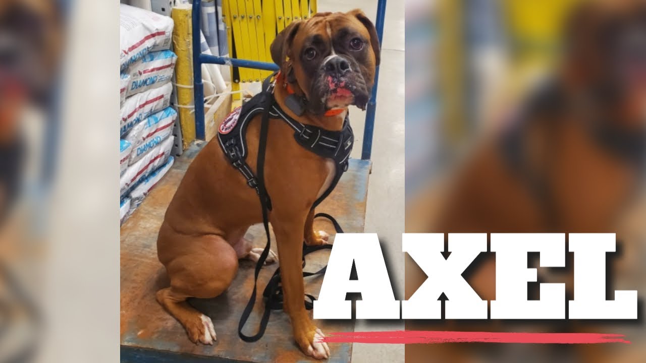 Boxer "Axel" | Amazing E-Collar Training | Incredible Transformation ...