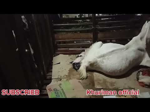 ALHAMDULILAH BABON MELAHIRAN 3anak😊🤲