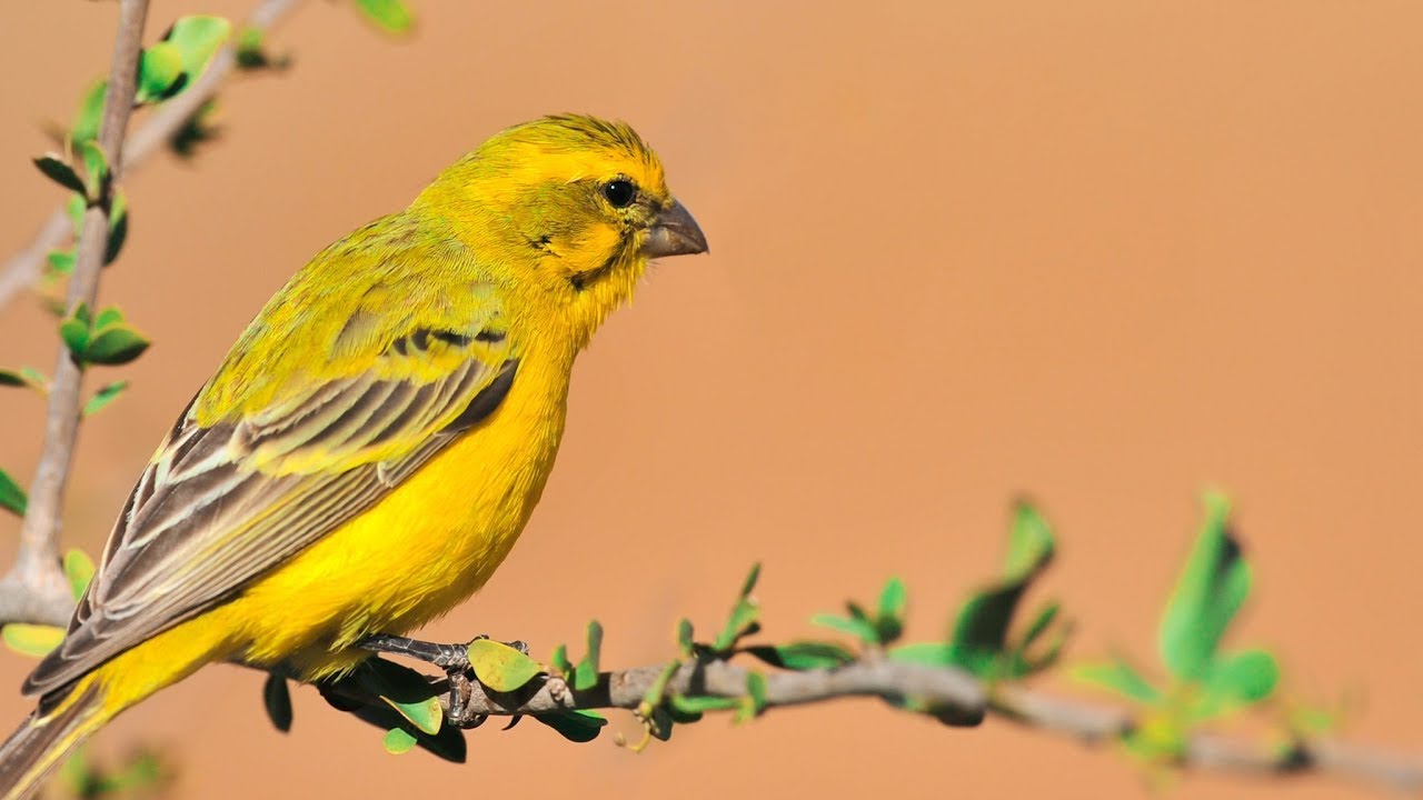 El sonido del canto de los pájaros y la música suave te ayudan a ...