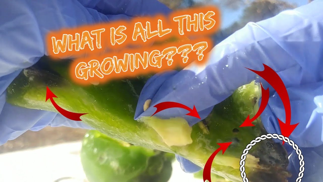 What's inside a rotten bell pepper??? - YouTube