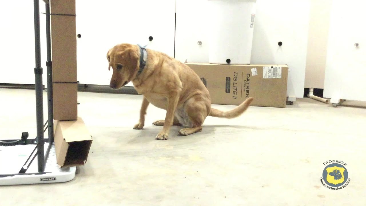 3rd stage Using the K9 RRS as a concealed hide - YouTube