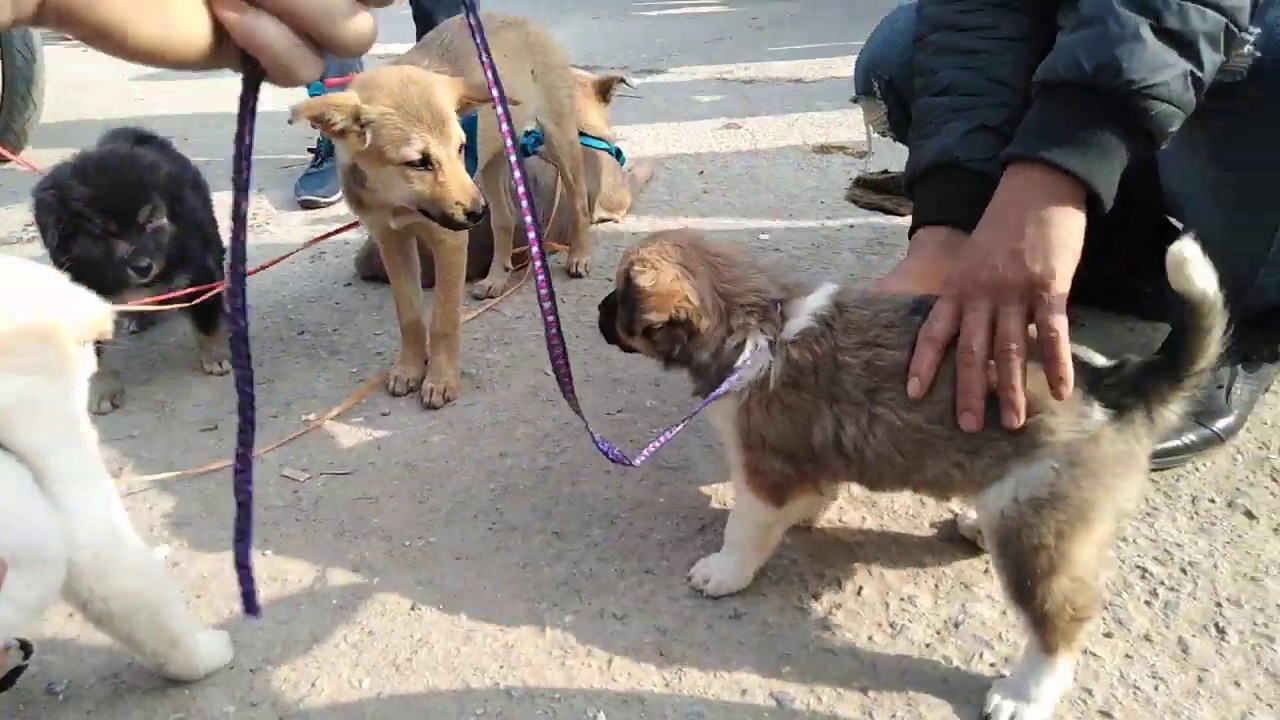 Chợ chó 24/11 chó con, chó xù chuẩn - đẹp, Pet dogs - YouTube