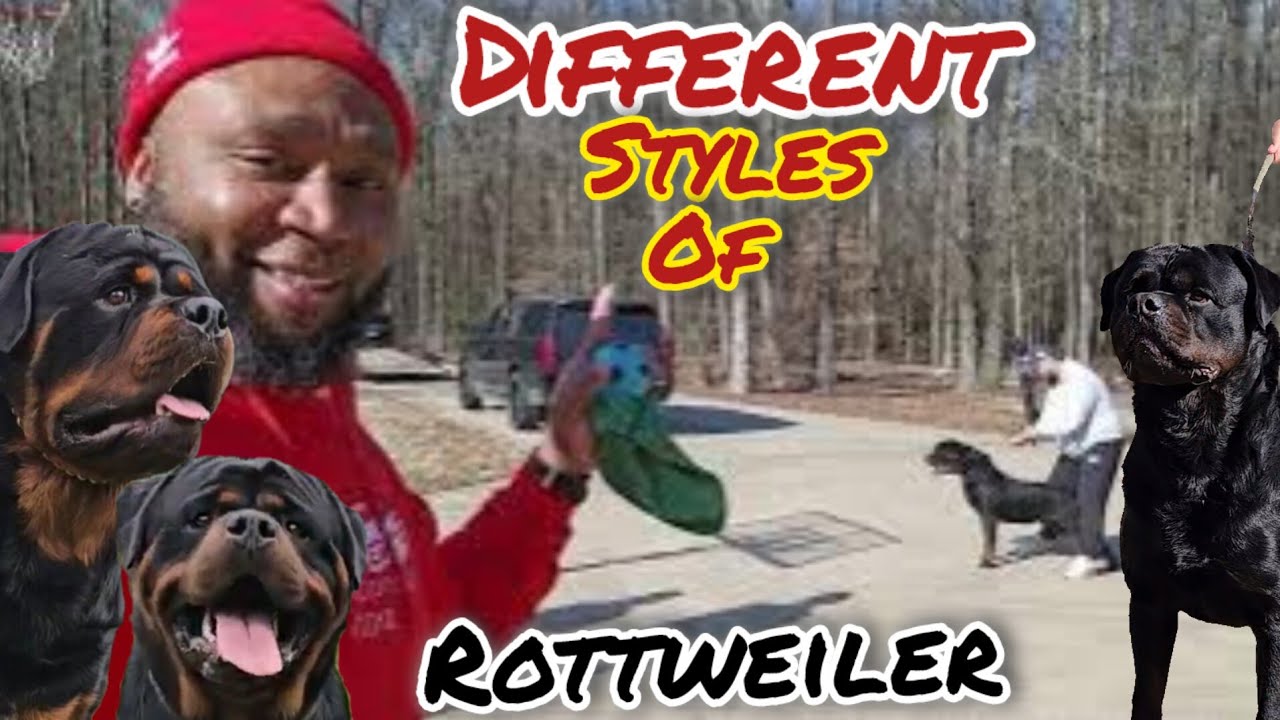 Trained show dog vs not trained Rottweilers - YouTube