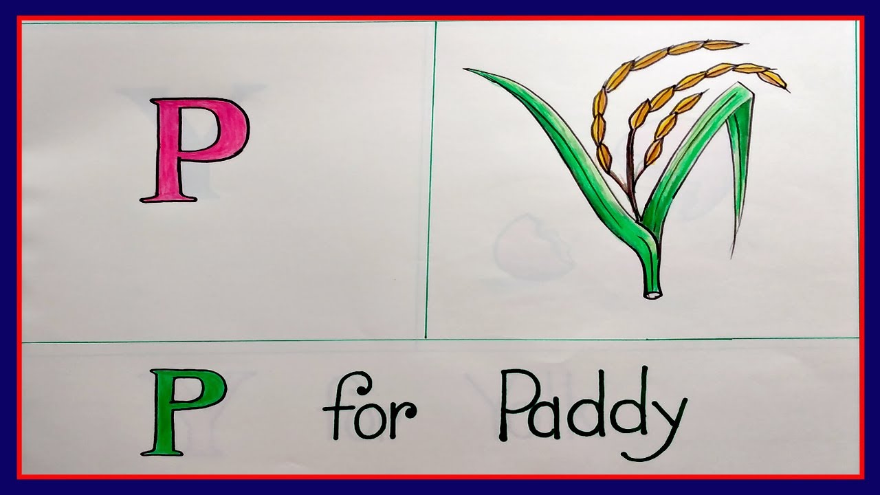 paddy drawing - YouTube