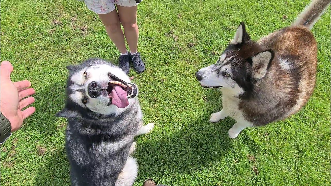 Husky best friends are so funny when they're together! - YouTube