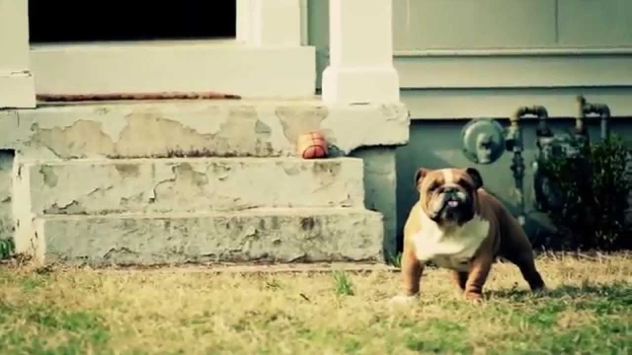 English Bulldog Attack (Butterfinger Commercial Version) - YouTube