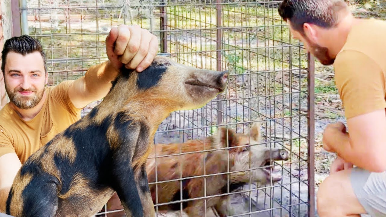 Wild Hog Mom Wanted Me DEAD! Trapping & HAND CATCHING a Family of FERAL ...