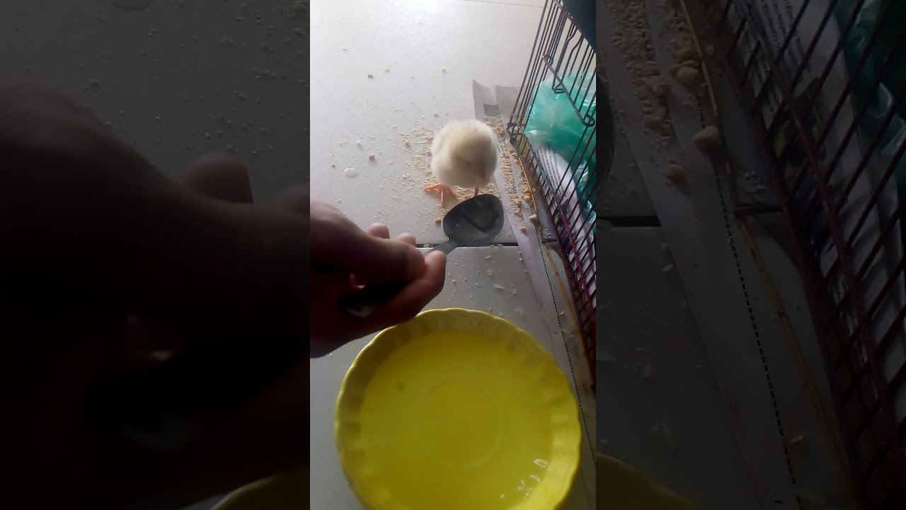 papá pollo - YouTube