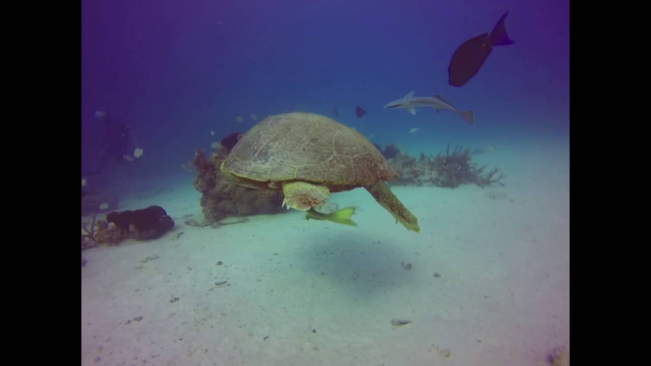 Sammy Dive - YouTube