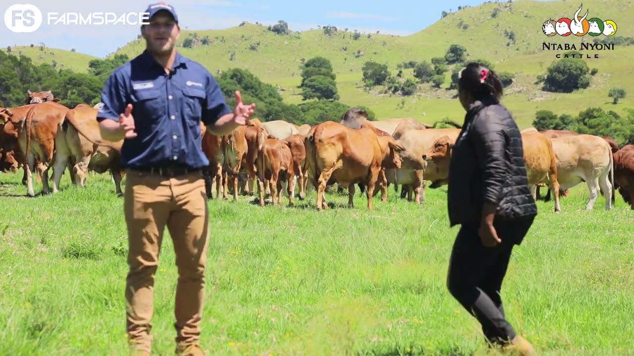 Jessica tells us why you should not miss the Ntaba Nyoni Boran Auction ...