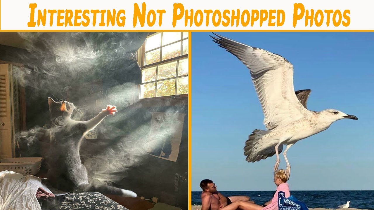 50 Times People Took Epic Photos And Had To Convince Others They Weren ...