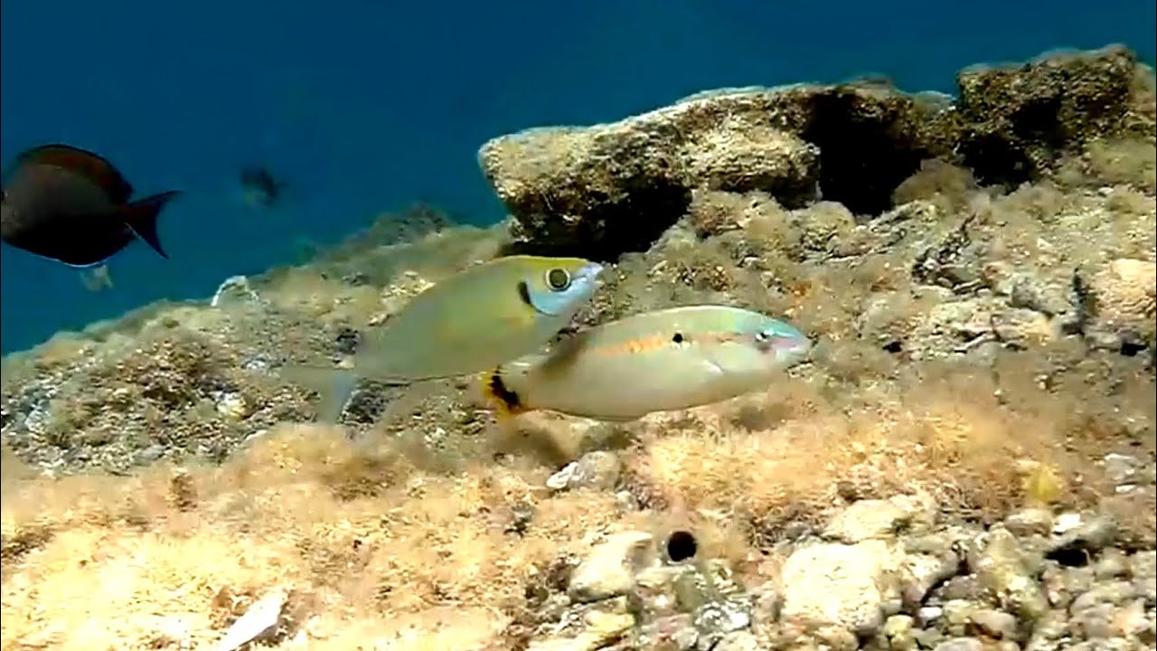 Streamlined spinefoot (Siganus argenteus) & Zigzag wrasse, Серебристый ...