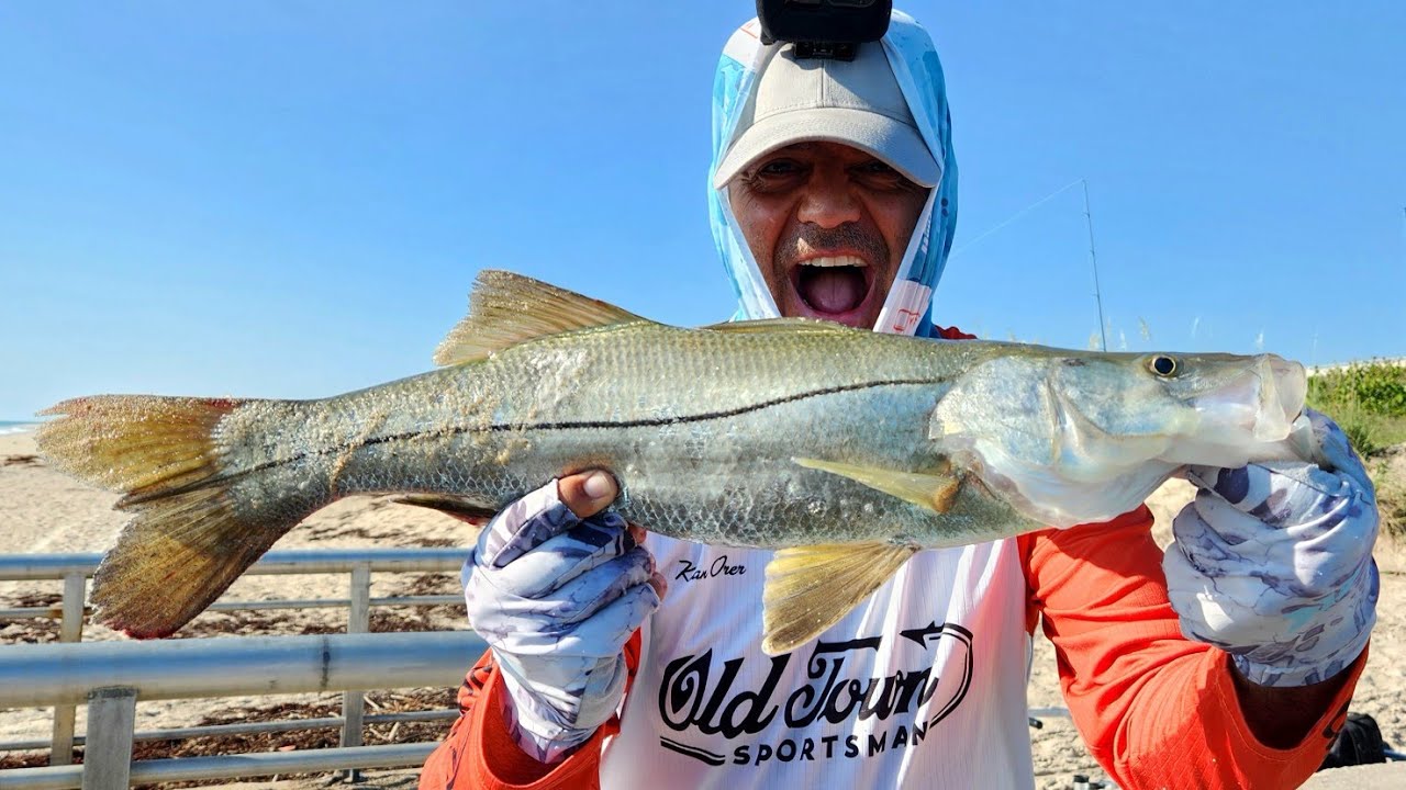 Insane Snook Action At The Sebastian Inlet! The Best Bait (SNOOK CANDY ...