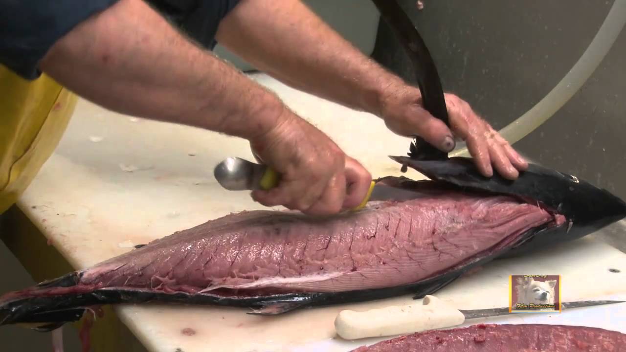 Loining an Albacore Tuna with Captain Milt.mp4 - YouTube