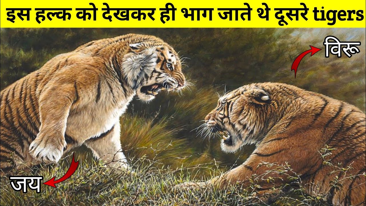 इस जय Tiger के डरर से हि दूसरे Tigers इलाका खाली कर देते थे || The Hulk ...