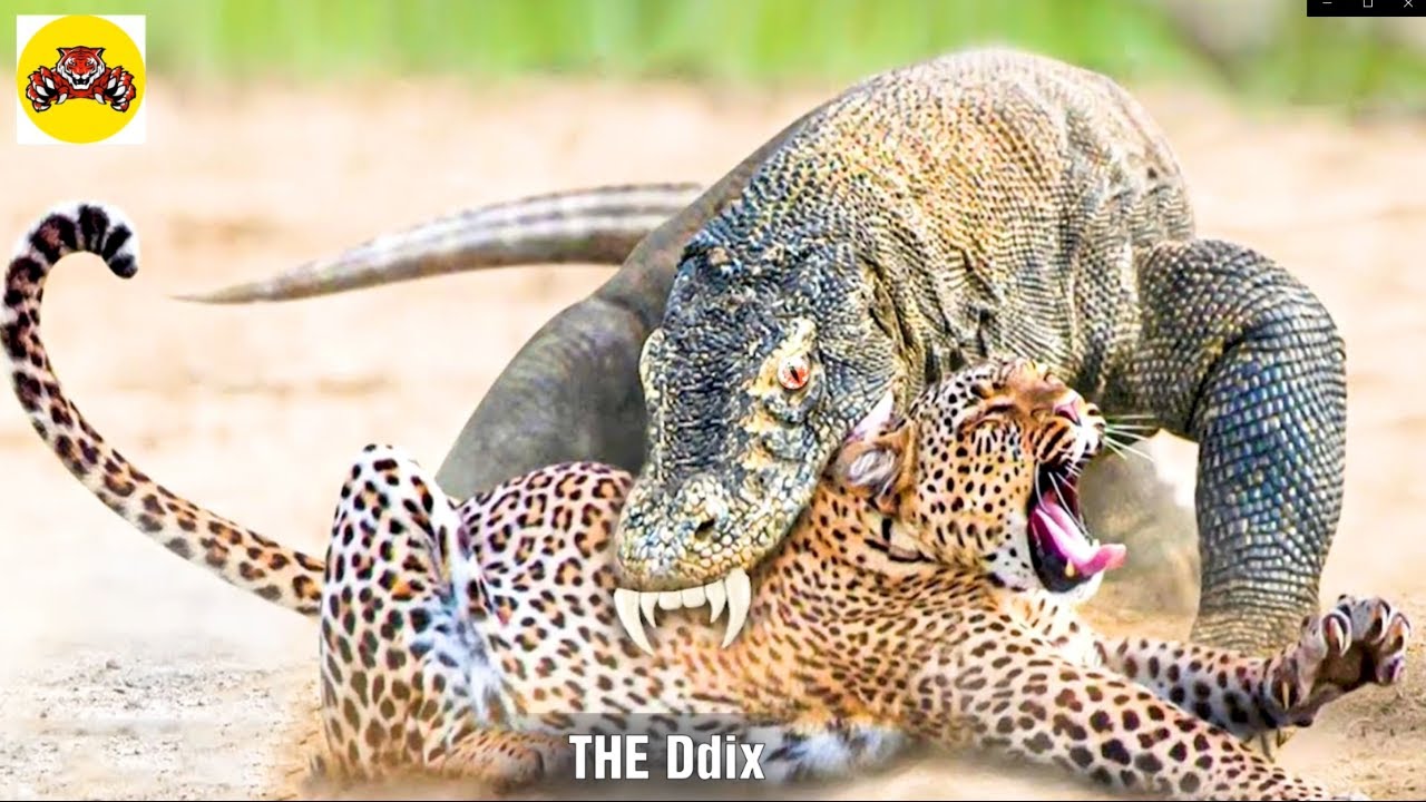 Top 10 komodo dragons hunt mercilessly/Animal world #12 - YouTube