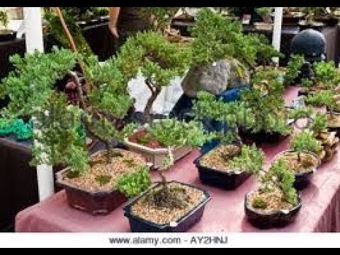 All my Baby bonsai ! small bonsai ! Update of cutting growth ! - YouTube