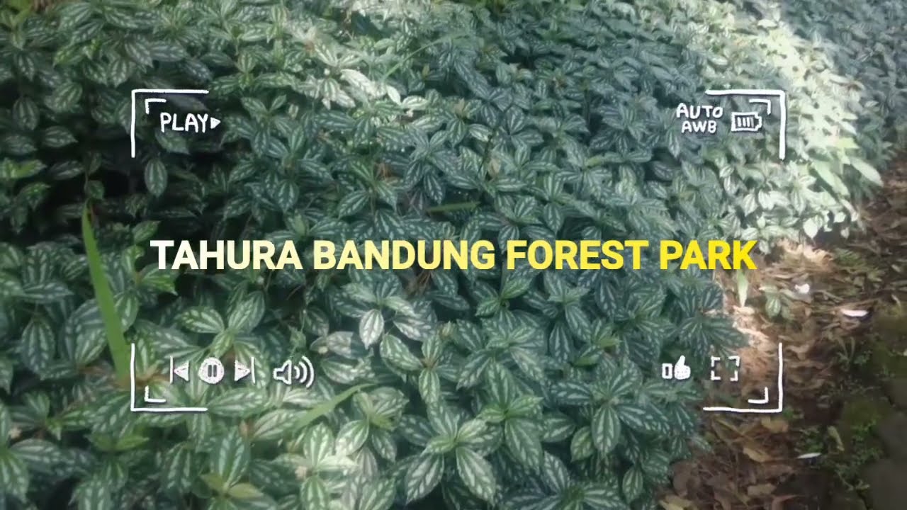 Walking in the part of Tahura Bandung Forest Park - YouTube