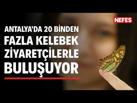 Antalya'da tropikal iklimde 20 binden fazla kelebek ziyaretçilerle buluşuyor