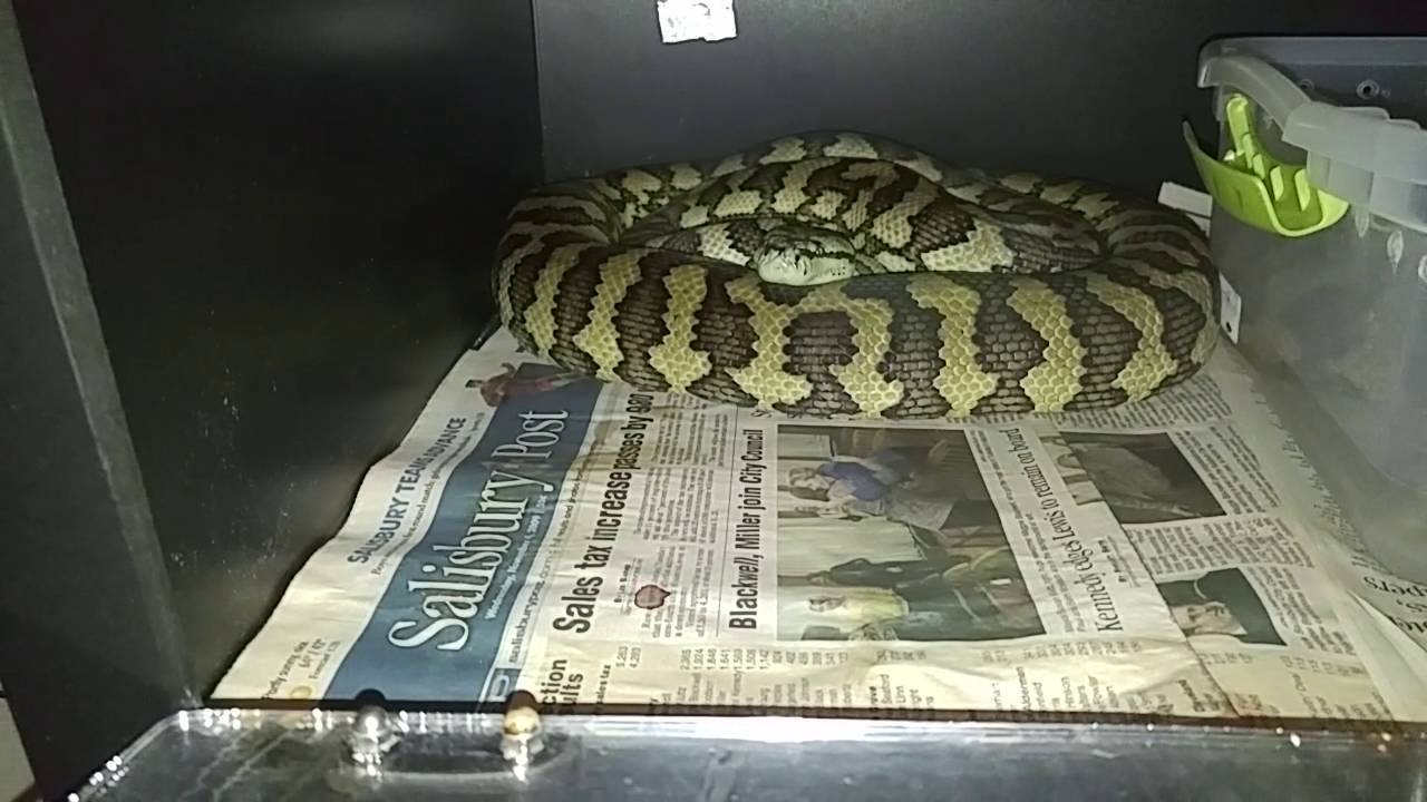 Snake Collection - YouTube