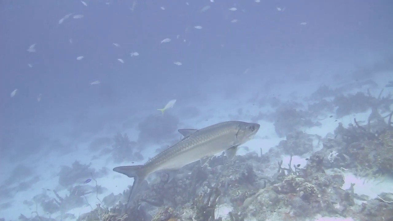 Scuba Diving Bonaire - Donkey Beach - YouTube