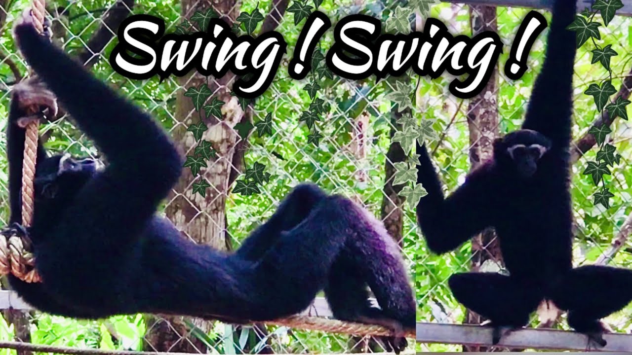 Two Cool Gibbons 💕 Angkor Botanical Garden 🪴 - YouTube