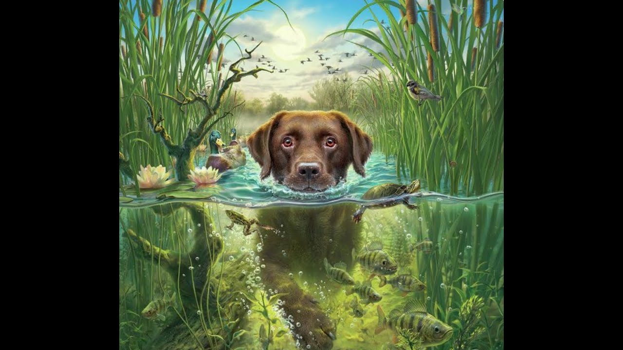 Cipher ~ with animals and cool pictures 🐾 - YouTube