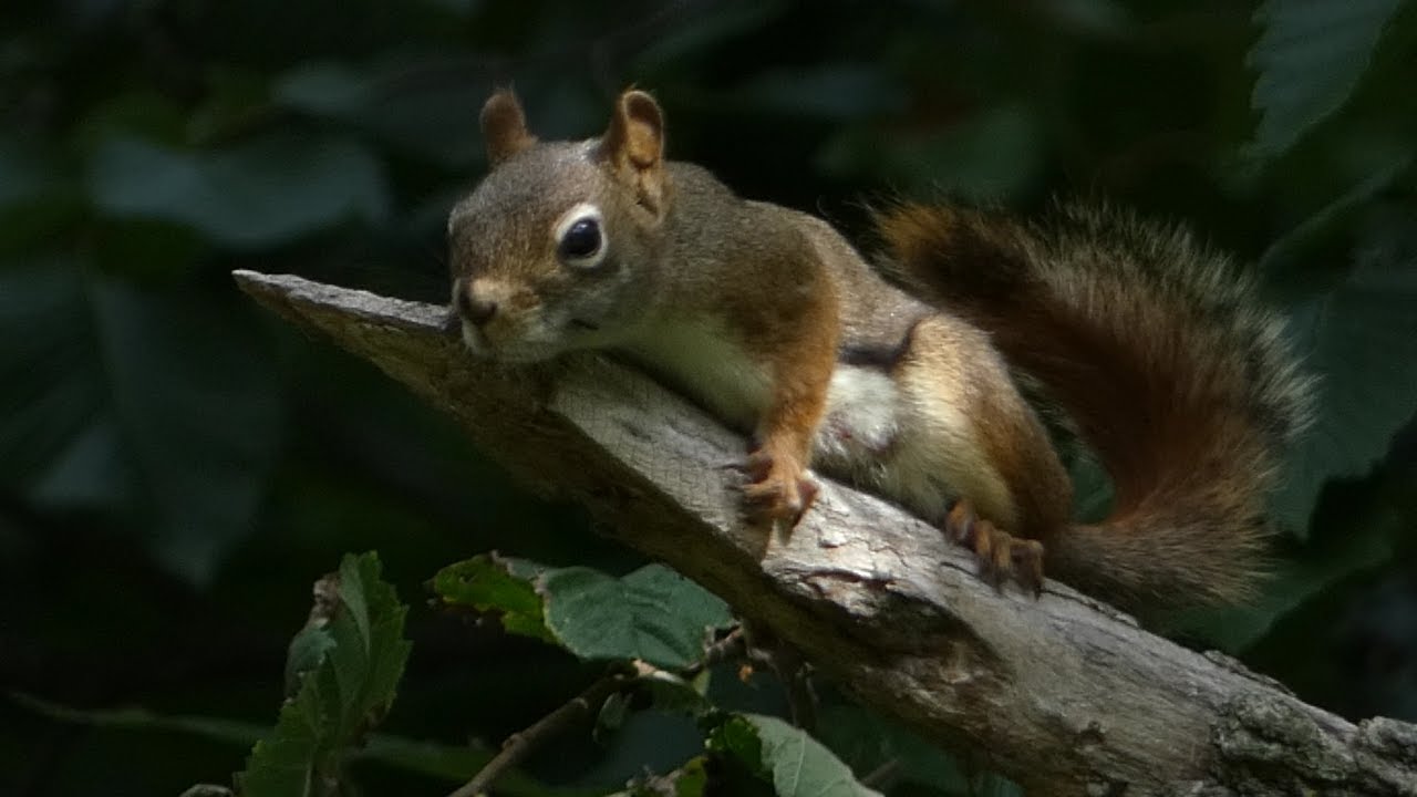 Red Squirrel Alarm Call - YouTube