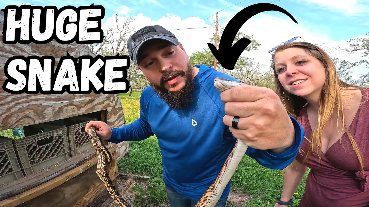 How We Deal With Snakes On The Farm! - YouTube
