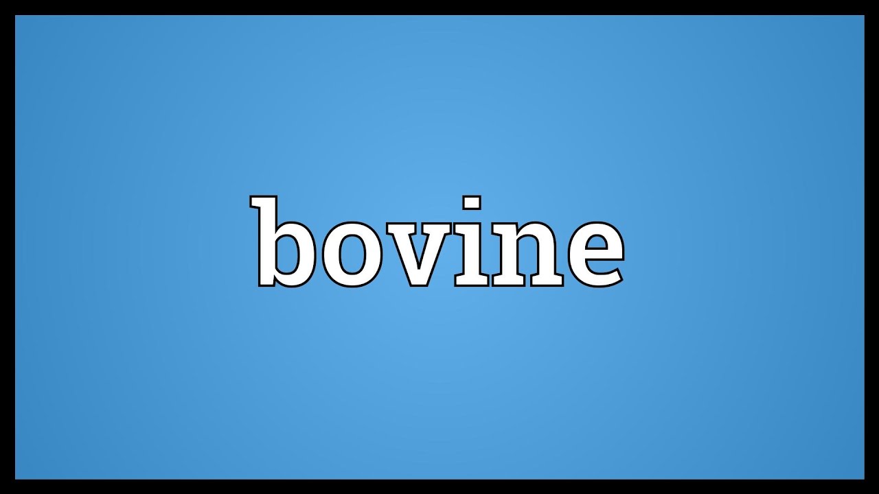 Bovine Meaning YouTube bovine-meaning-youtube
