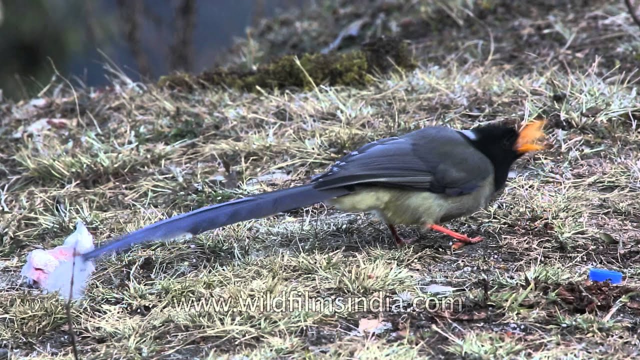Yellow-billed Blue Magpie in Bhutan - YouTube