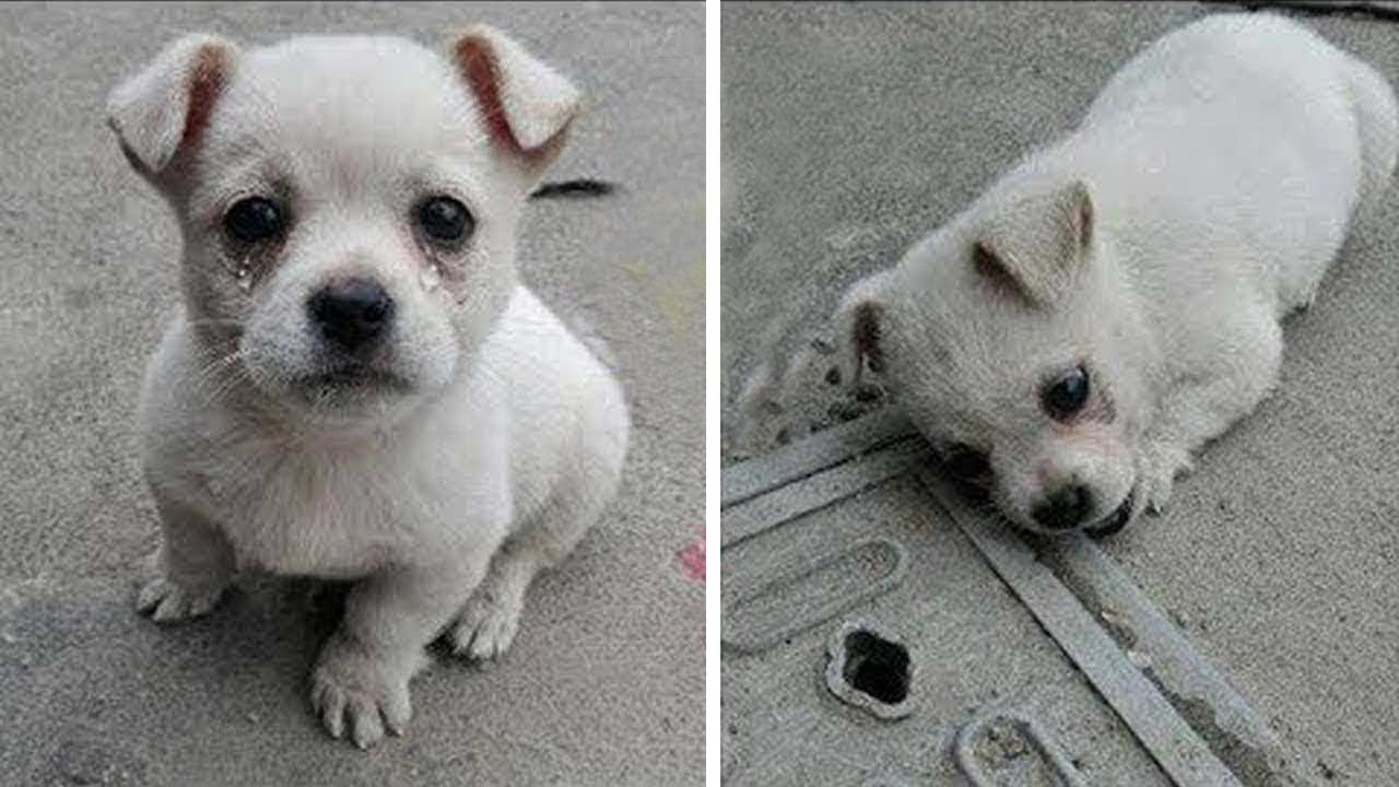 CATELUSUL NU PLECA DIN ACEST LOC CAND AU AFLAT DE CE AU INCEPUT SA ...