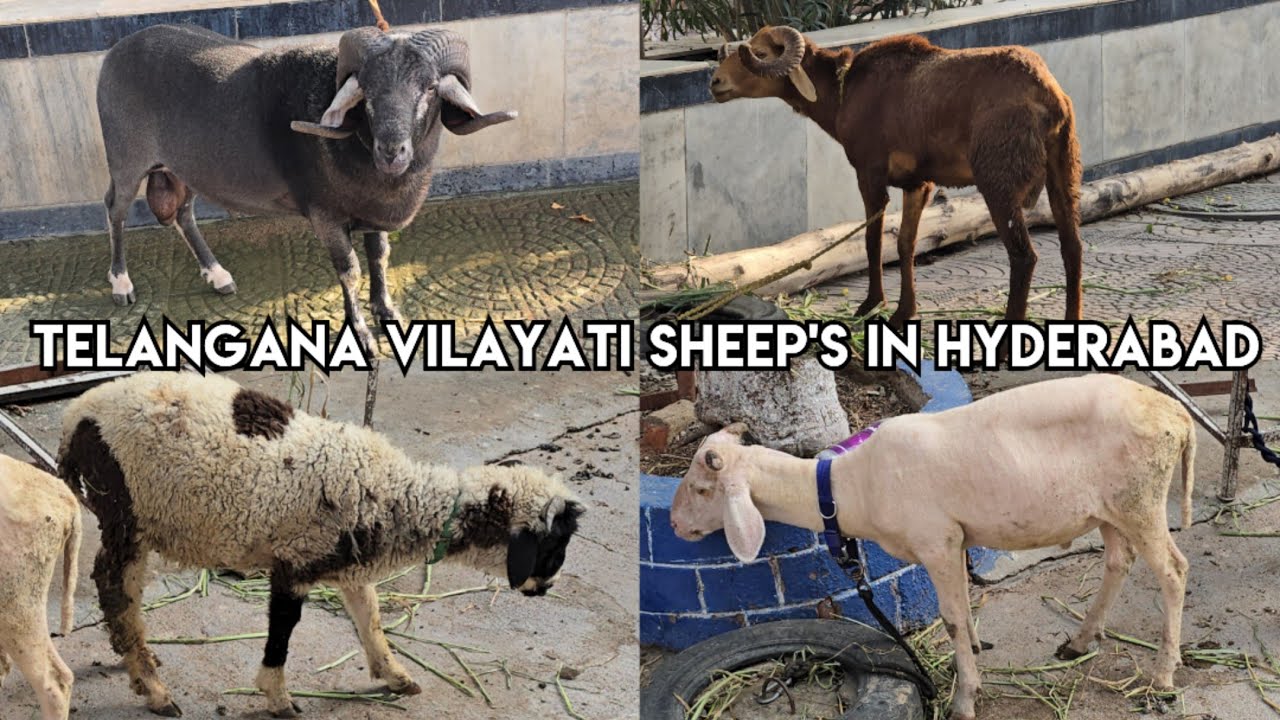 Telangana potla sheep's vilayati baby sheep's available in Hyderabad ...