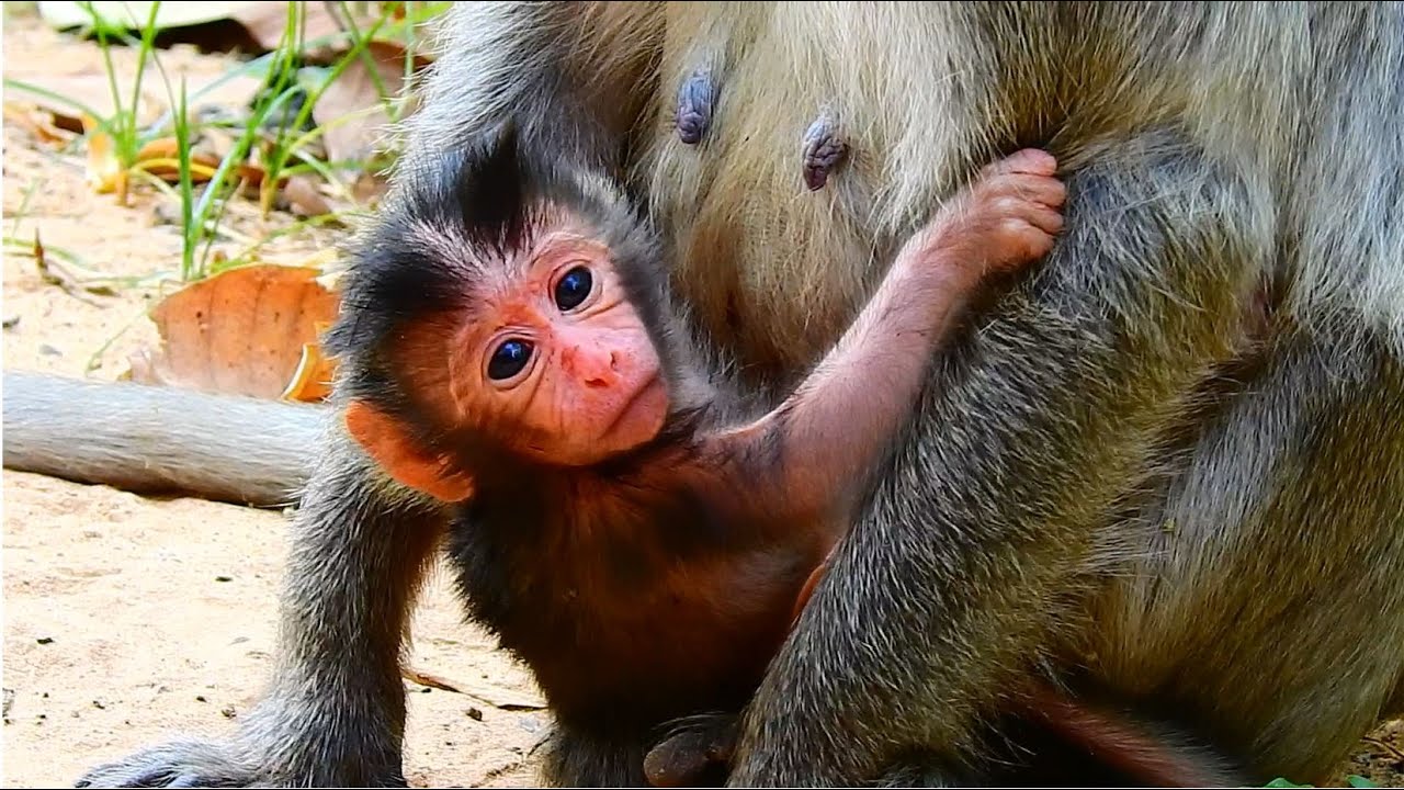 Sorry For Late Update Mom Angel Gave Birth Newborn Monkey From This ...