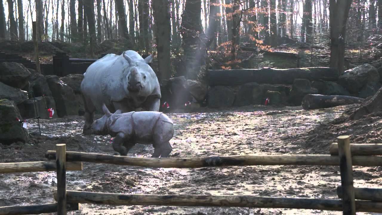 baby neushoorn amersfoort speelt buiten - YouTube