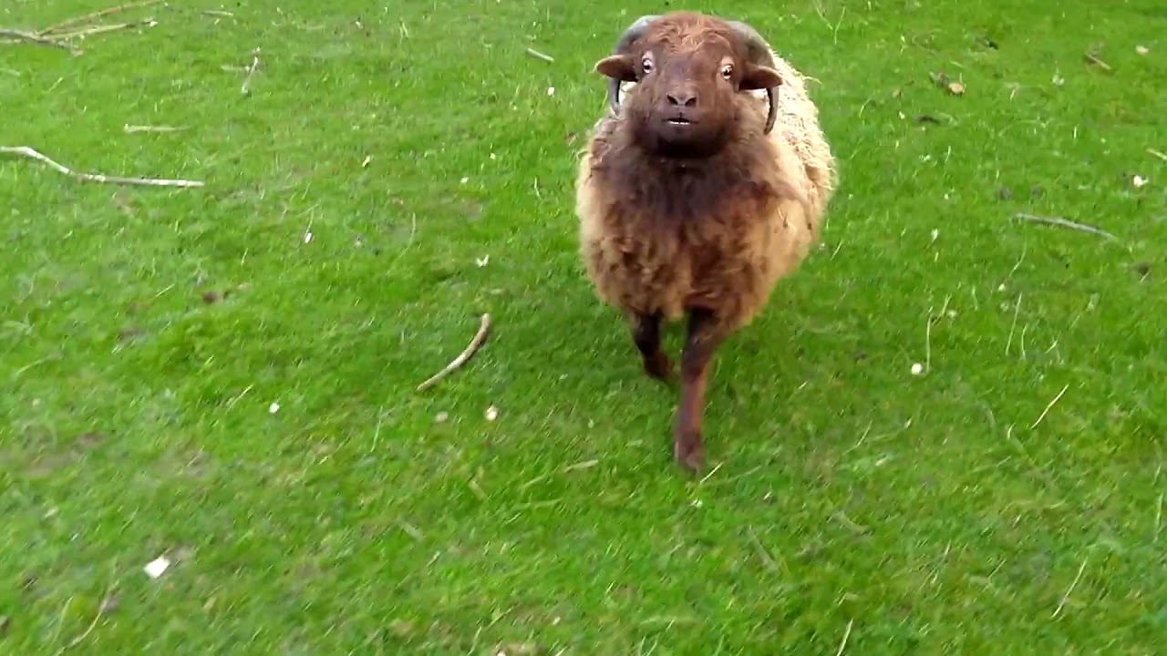 Ram attack - YouTube