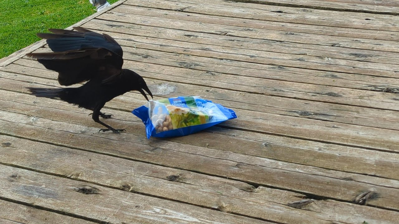 Crow Taking Peanuts Out Of The Bag - YouTube