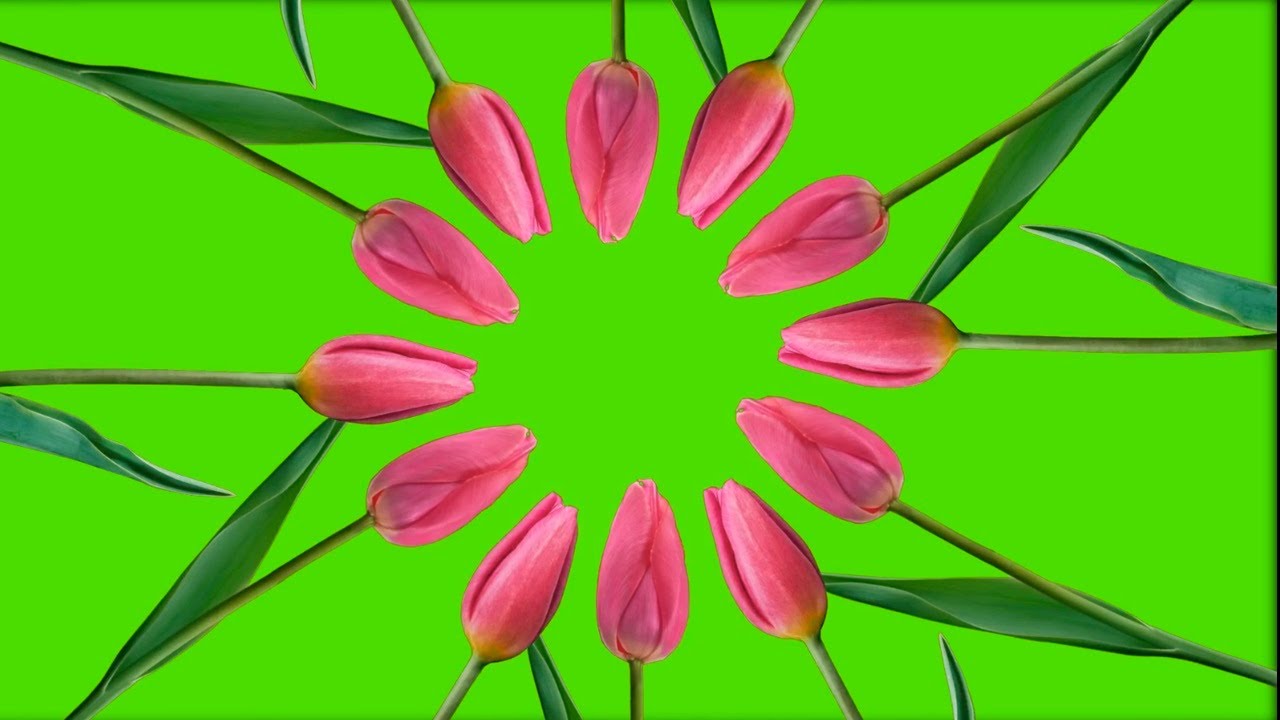 Beautiful Green Screen Flowers Tulips - Flores , Tulipas, Chroma Key ...