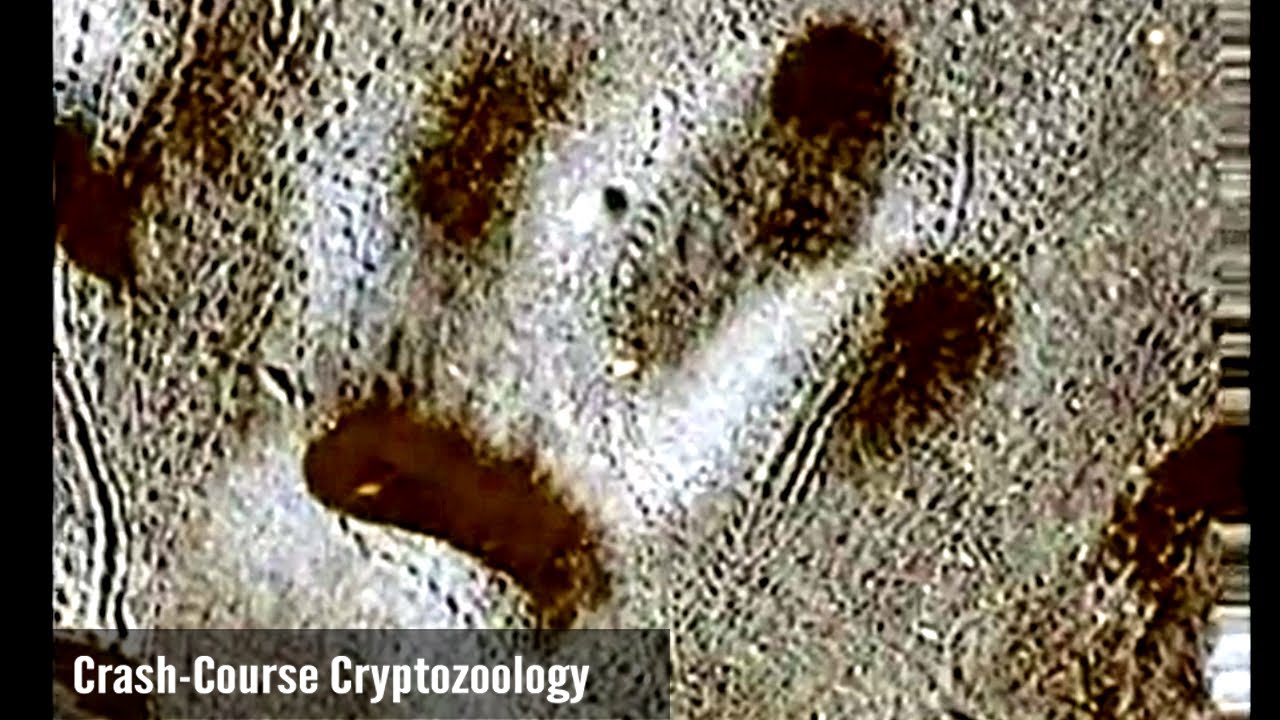 The "Burrunjor" Tracks of Bidyadanga - YouTube