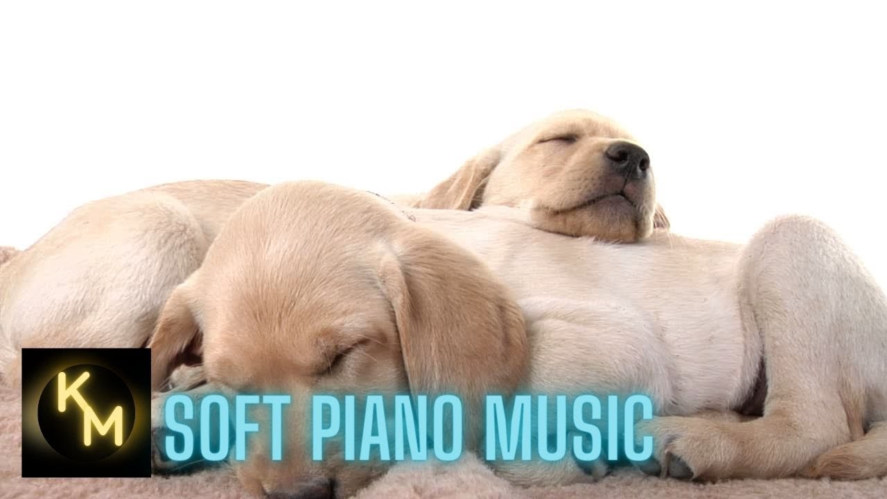 🎶MELLOW MONDAY! Embrace the Innocence: Puppies' Dreamland Slumber with ...