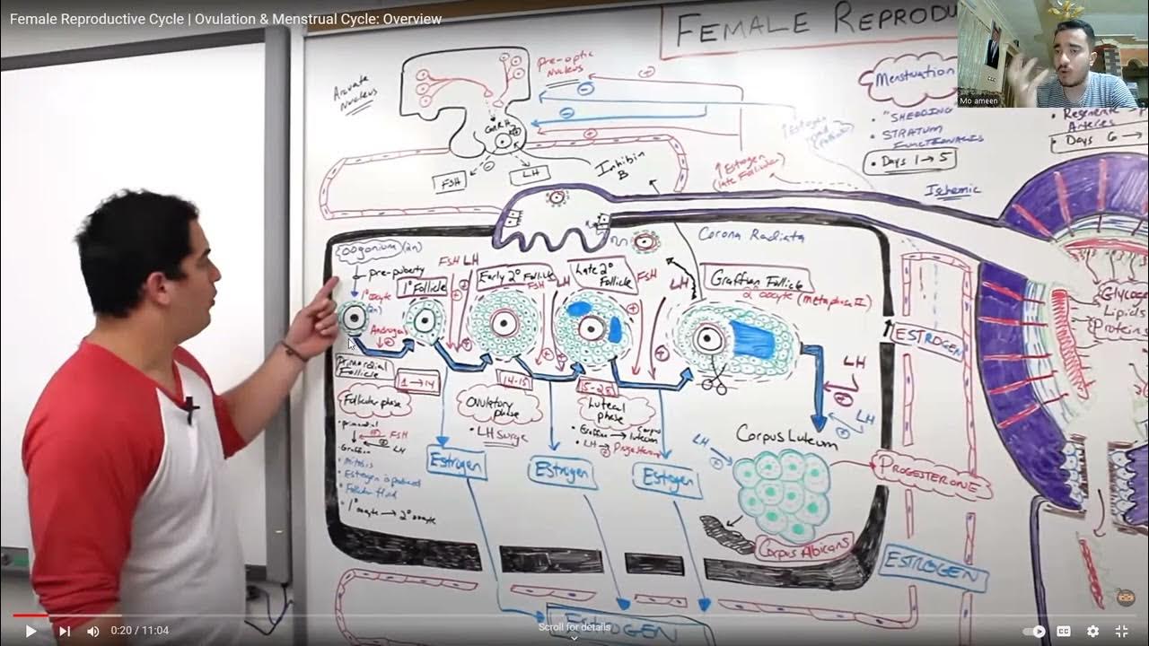 Pyhsiology lec 5/part 1 - YouTube