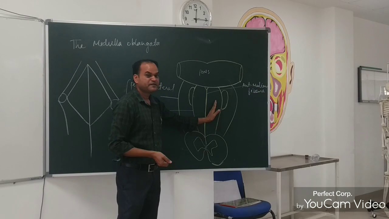 anatomy of external features of medulla oblongata - YouTube