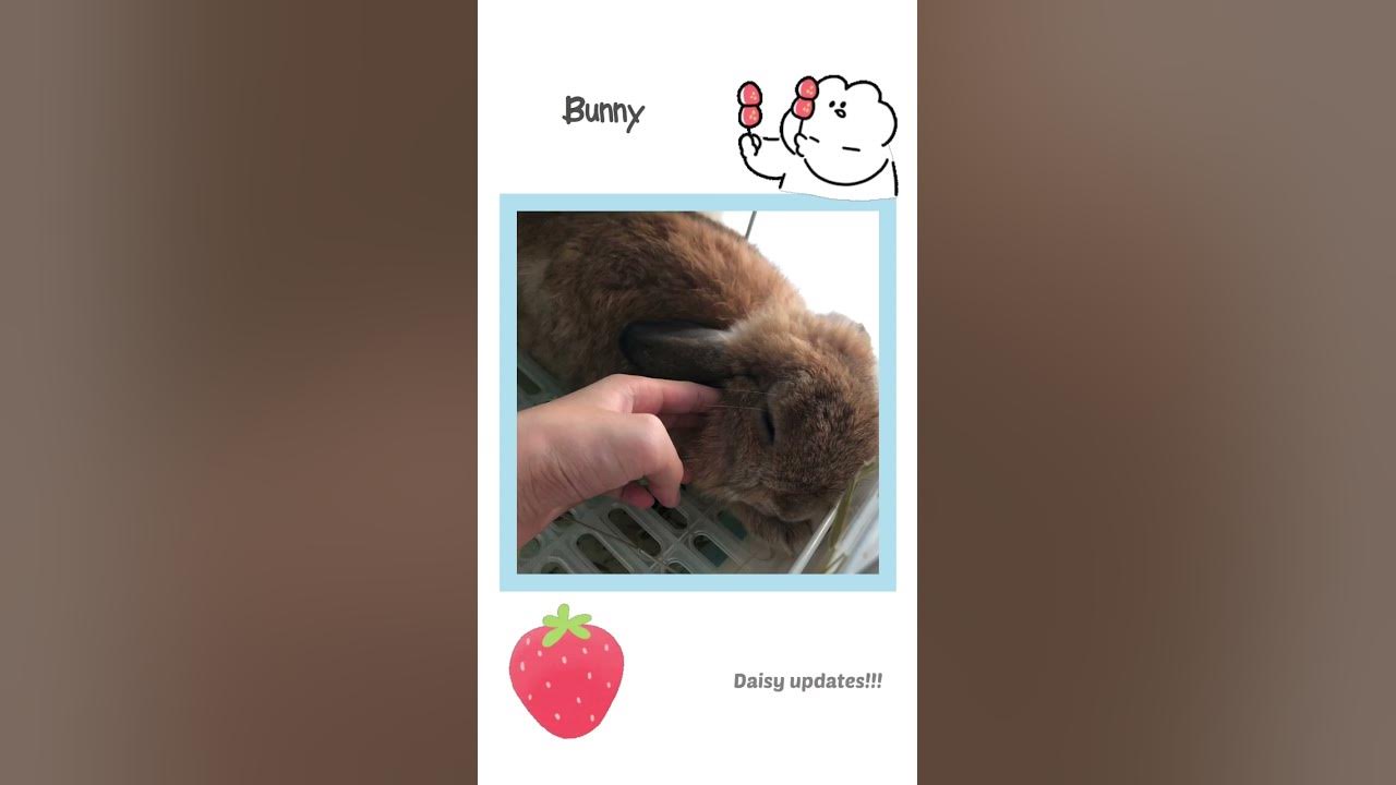 New Intro Cute New Intro Introvideo Ruby Daisy Bunny Rabbit Cute Adorable Youtube