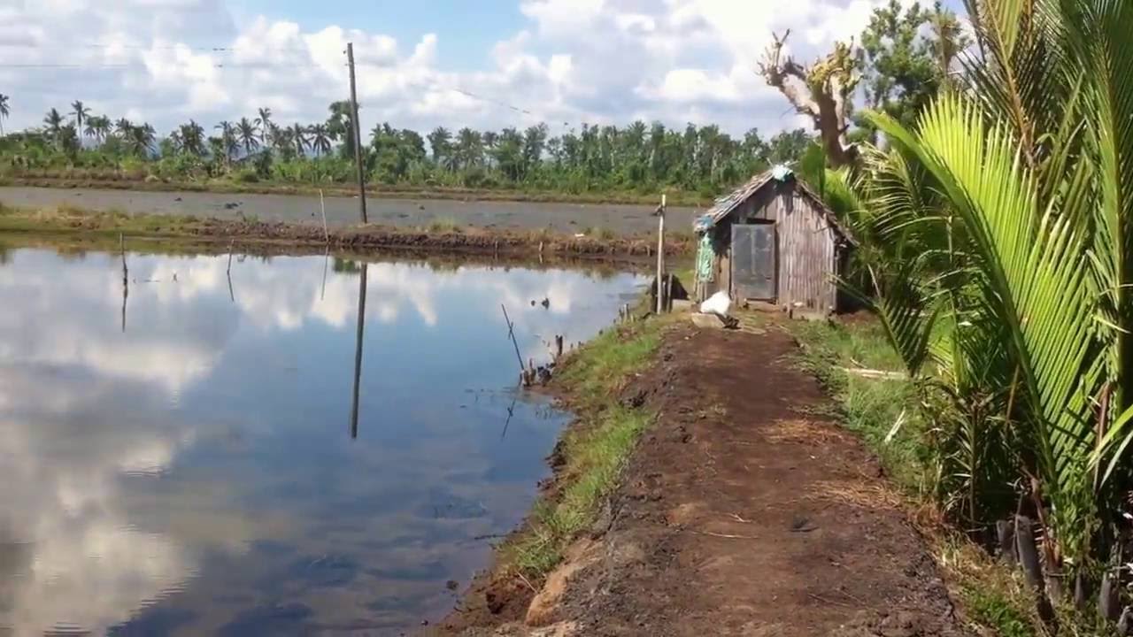 MILKFISH FISHPOND - YouTube